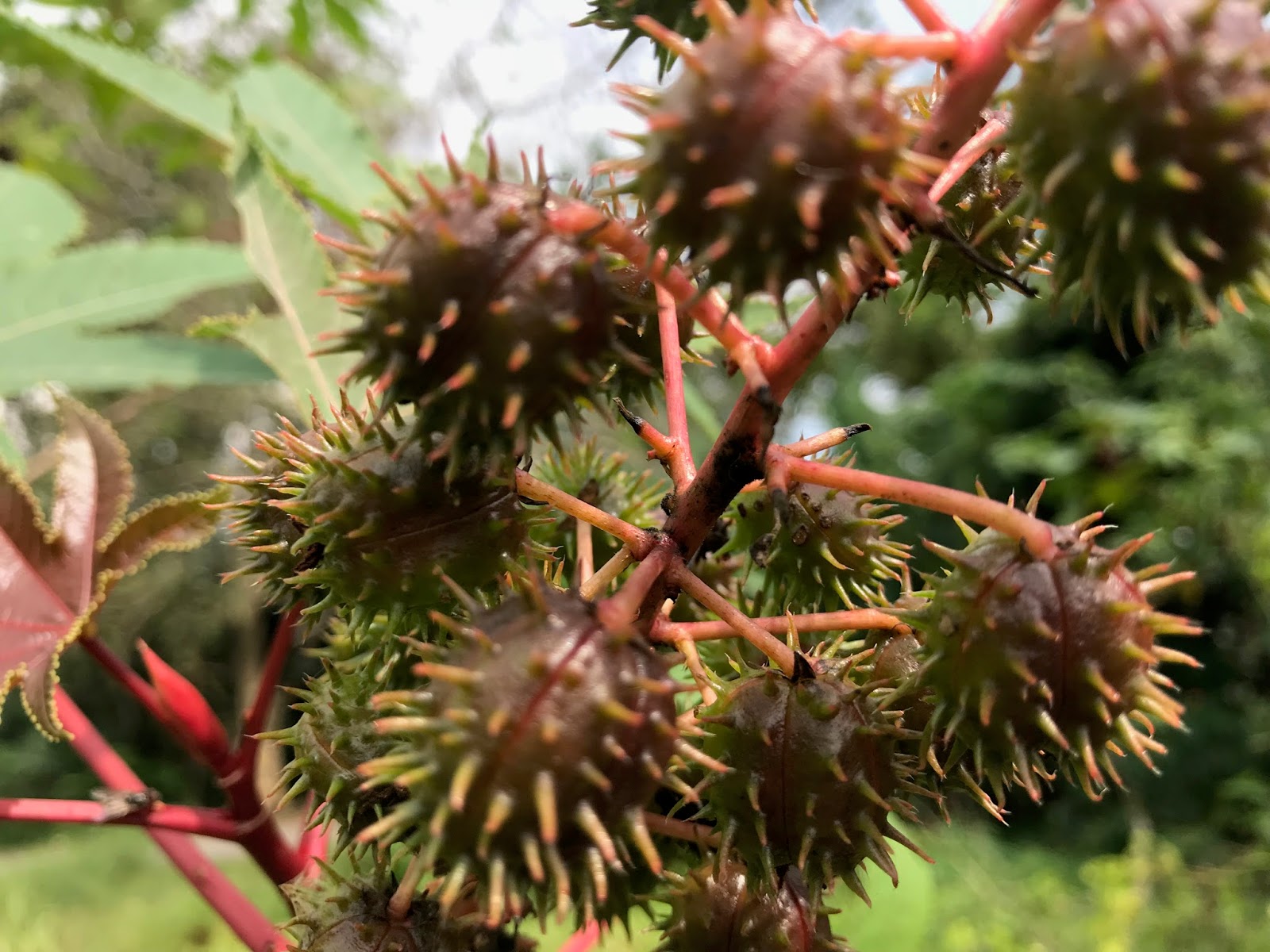 新/马草药自然医学: 蓖麻的功效与作用.Ricinus communis health benefits.manfaat daun jaraK.