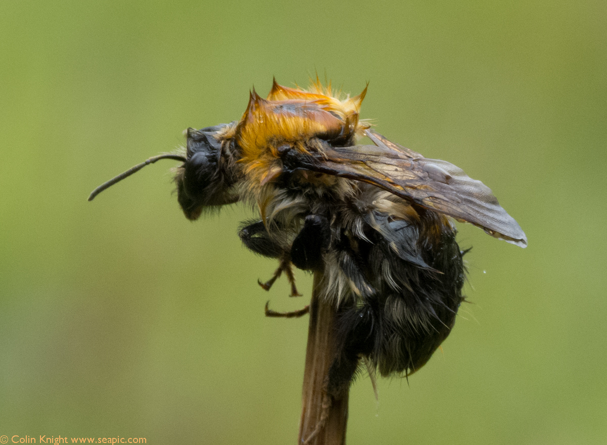 Postcards from Sussex: Woodland insects