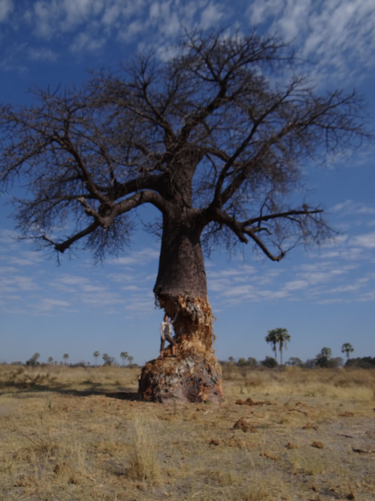 The Henry's African Safari: Baobab Tree