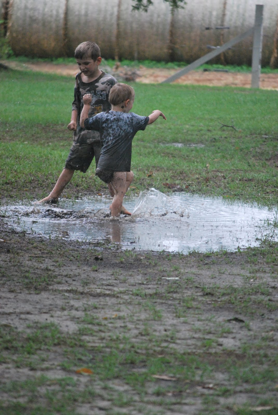 Seven Olive Plants: Little boys and mud puddles...
