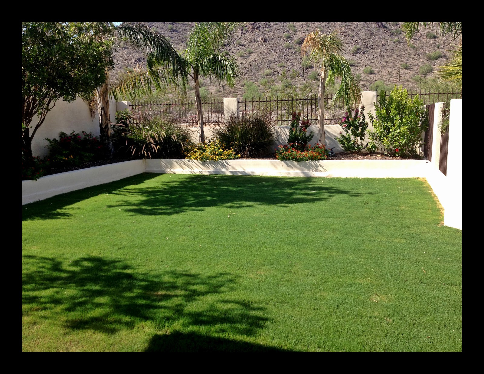 ProQual Landscaping: Overseeding my backyard with winter rye seed