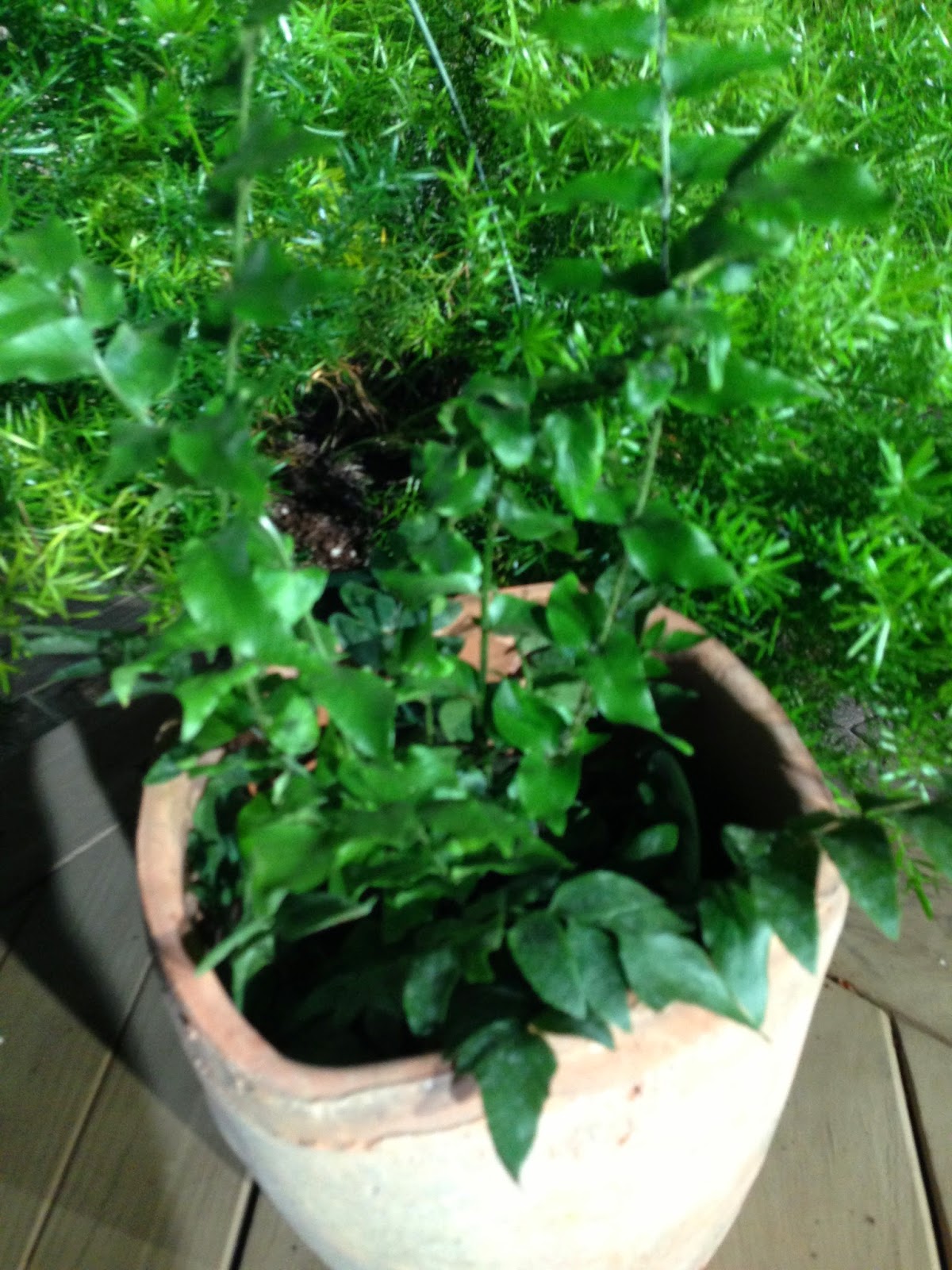 Chris H. Olsen Online Blog: Delicate Indoor Ferns that are Easy to Grow