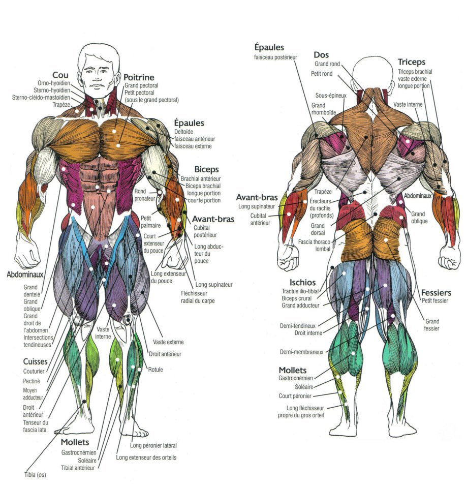 Kinetoterapie: Sistemul muscular - foto