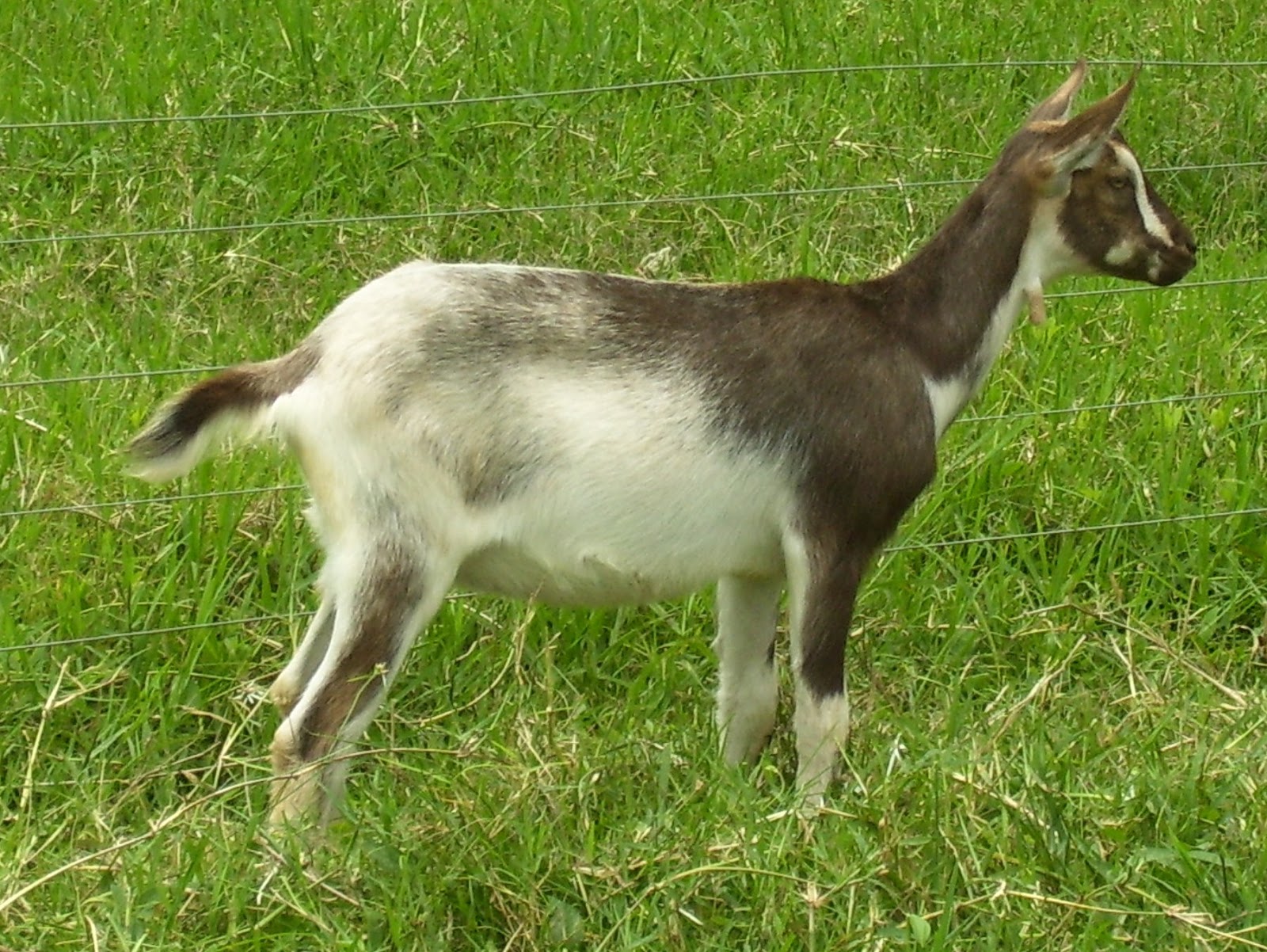 CABRITA: NUESTRAS CABRAS