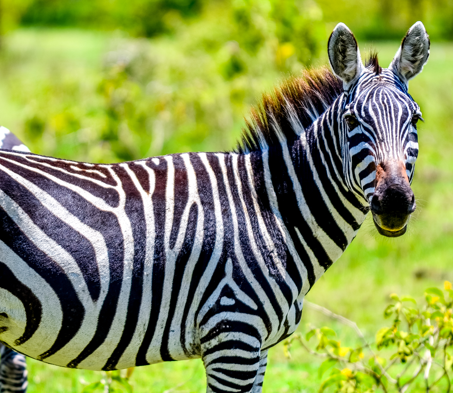 ParadoxUganda: Where Faith and Zebras Intersect