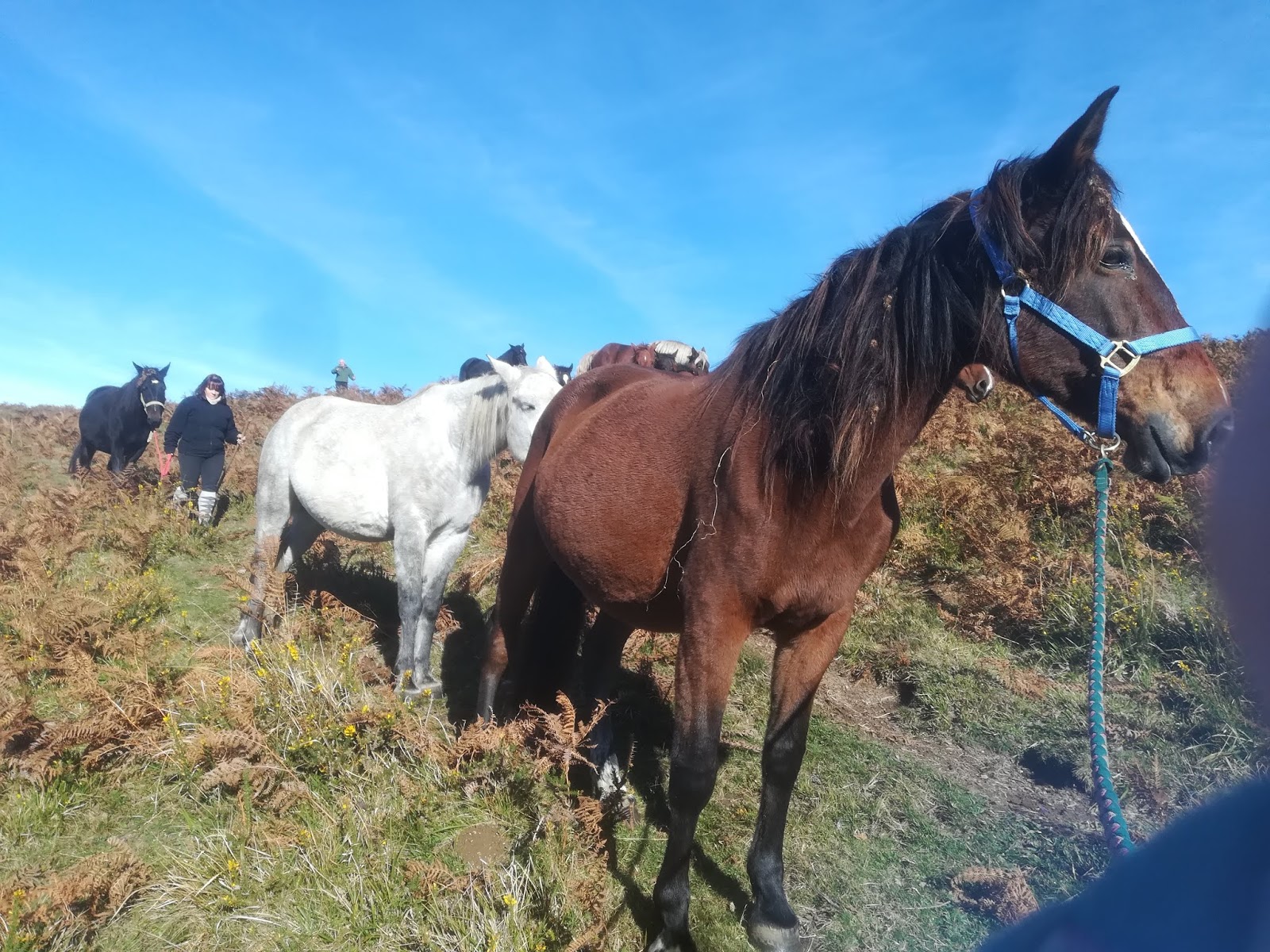 Elevage Al REG de chevaux BARBE et BARBE-ARABE