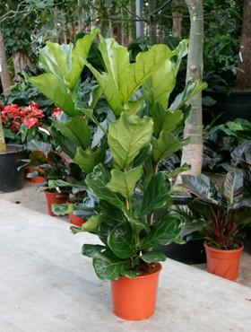 cu Prise in casa si gradina: Cum se ingrijeste si intretine ficusul