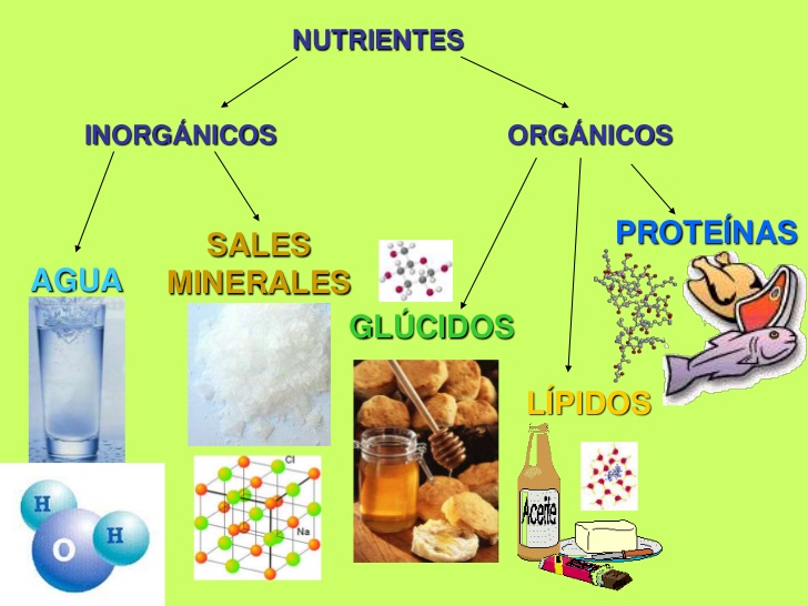 Educacion Fisica Aline : Nutrimentos orgánicos e inorgánicos