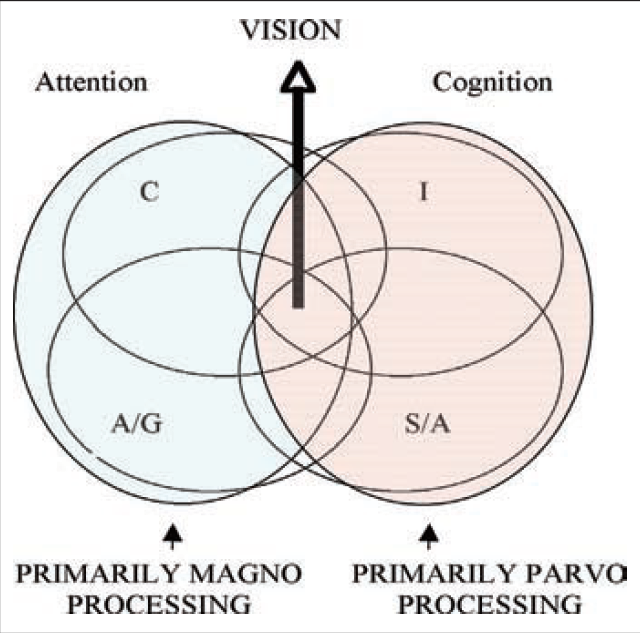 進達眼鏡-視光新知分享: magnocellular pathway及parvocellular pathway