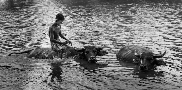 Water Buffalo : Facts interesting and wonderful pictures | TOOOPIC