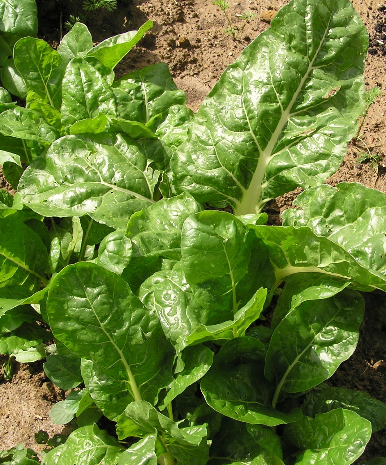 Stara vrtlarica: Blitva