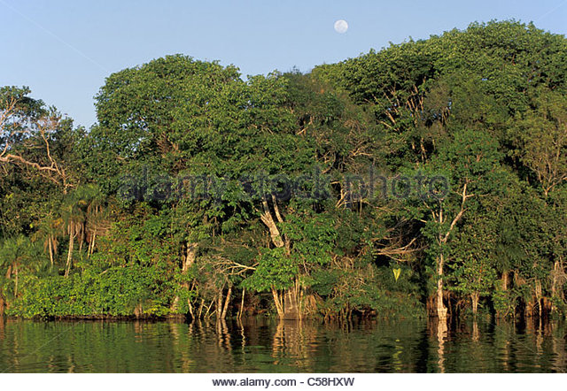 Amazon River & Forest
