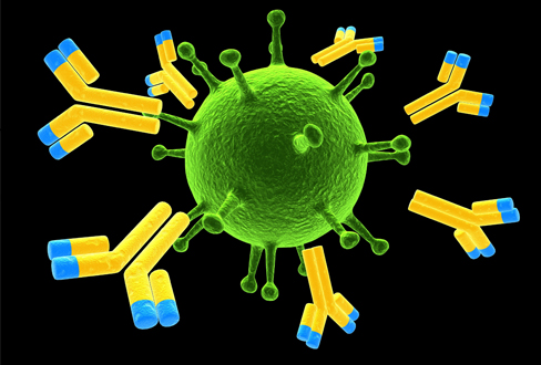 Teori Pembentukan Antibodi - Biologizone