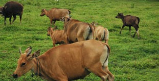 GAMBAR TERNAK SAPI BALI 23 | GAMBAR TERNAK SAPI