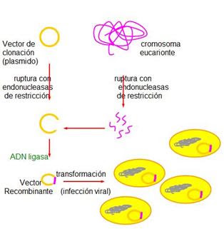 ḼїδβӚϯЧ ᴙ ⱥ ¶ ¶ ¶ ¶: 10.3 TÉCNICAS DE CLONACIÓN DE GENES