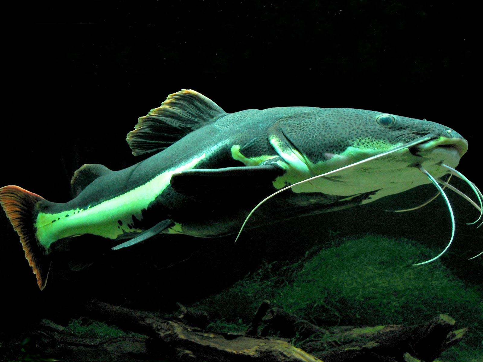 Mania de Aquário: Pirarara (Red Tailed Catfish)