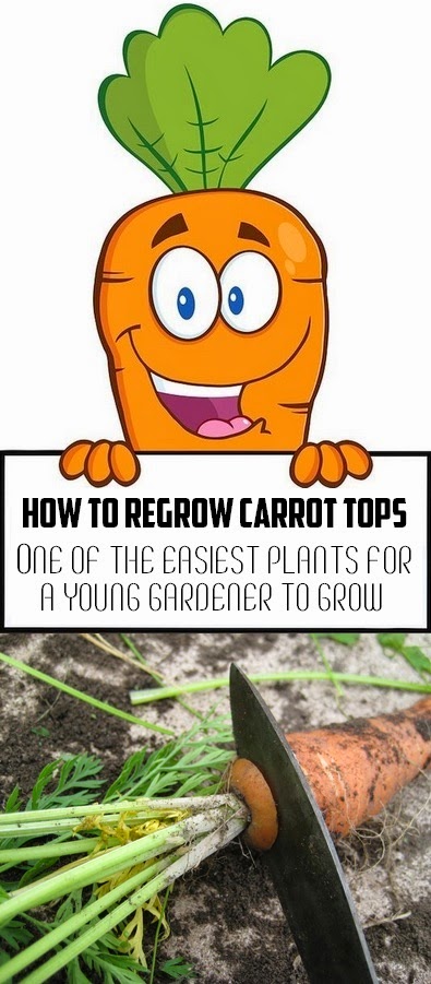 How to regrow carrot tops #Organic_Gardening - Organic Gardening