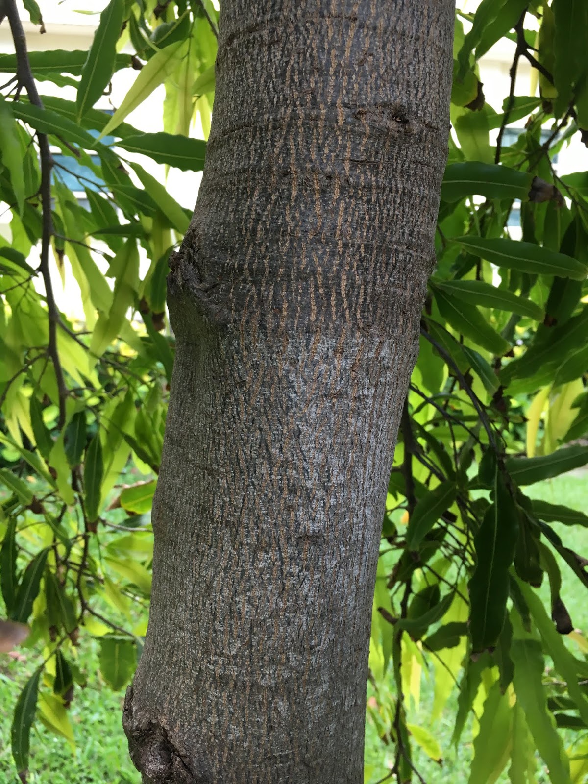 Polyalthia Longifolia