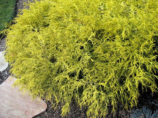 A GUIDE TO NORTHEASTERN GARDENING: Colorful Evergreens in the Landscape ...