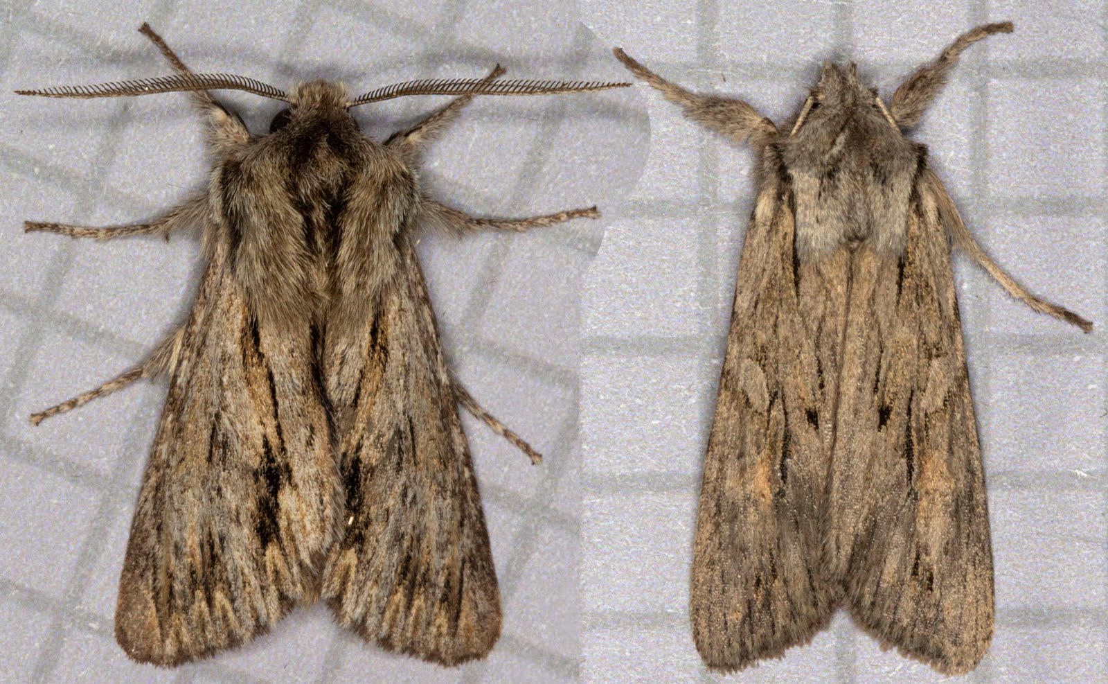 Sprawler | Naturally