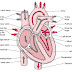 Postmortem Dissection of Heart (Autopsy) - MedchromeTube