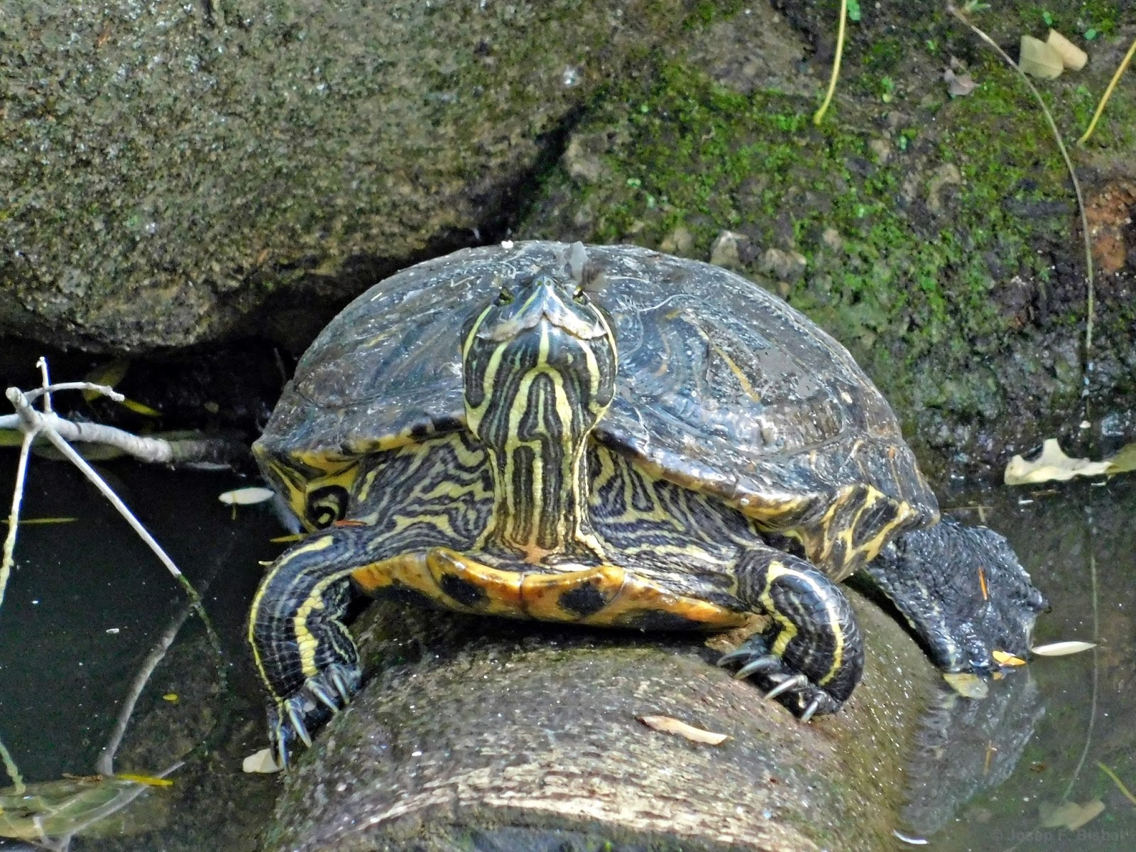 Sargantanes i Dragons: Trachemys scripta - Tortuga pintada