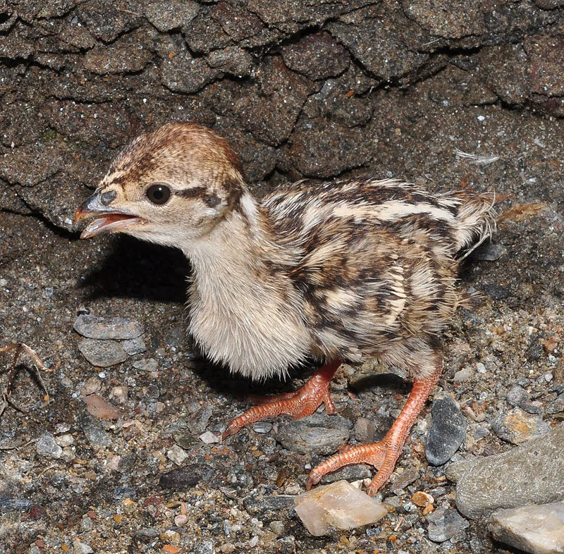 Campo, Caza y Pesca: La Perdiz Roja
