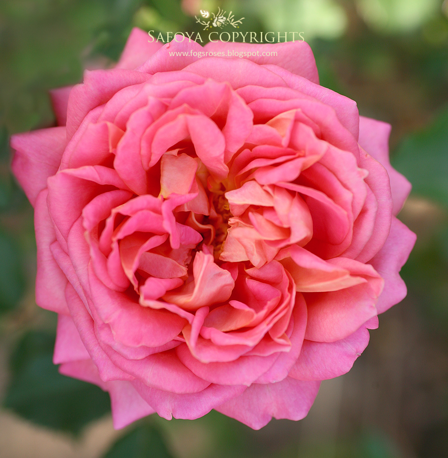 Tam gdzie mgły i róże mieszkają...: Crocus Rose i inne