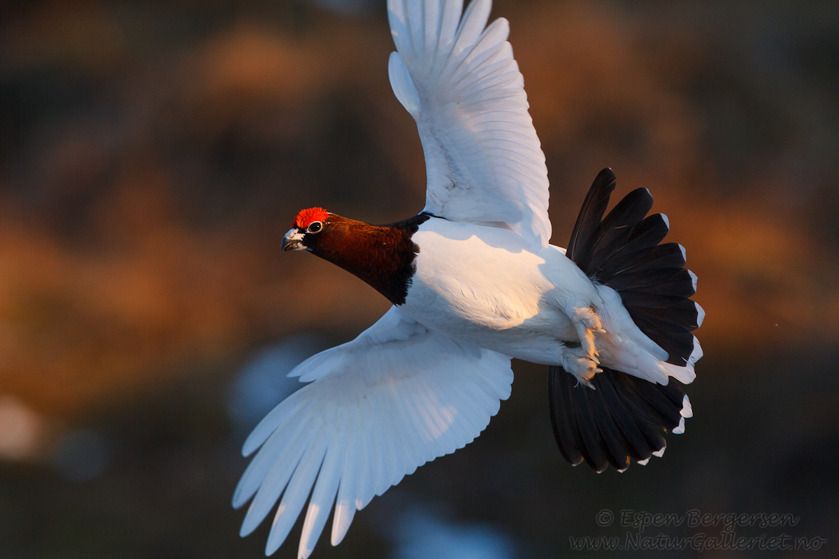 Naturgalleriet.no: Forhistoriske ryper
