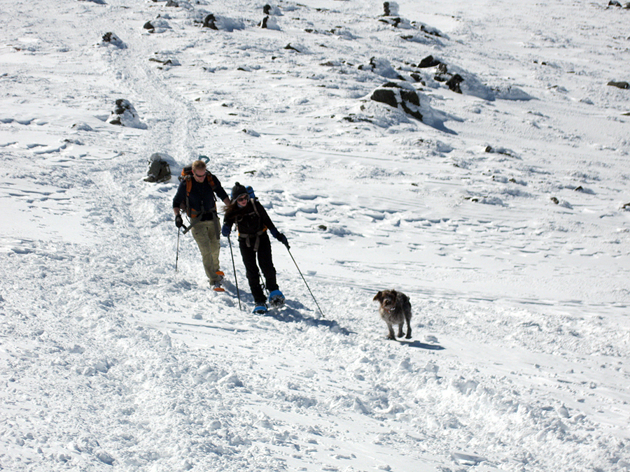 Hiking in the White Mountains: Klaus the Dog on the Crawford Path