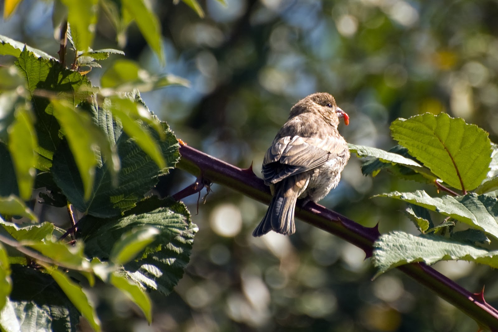 Birds Pigeons Pakistan: Small Birds