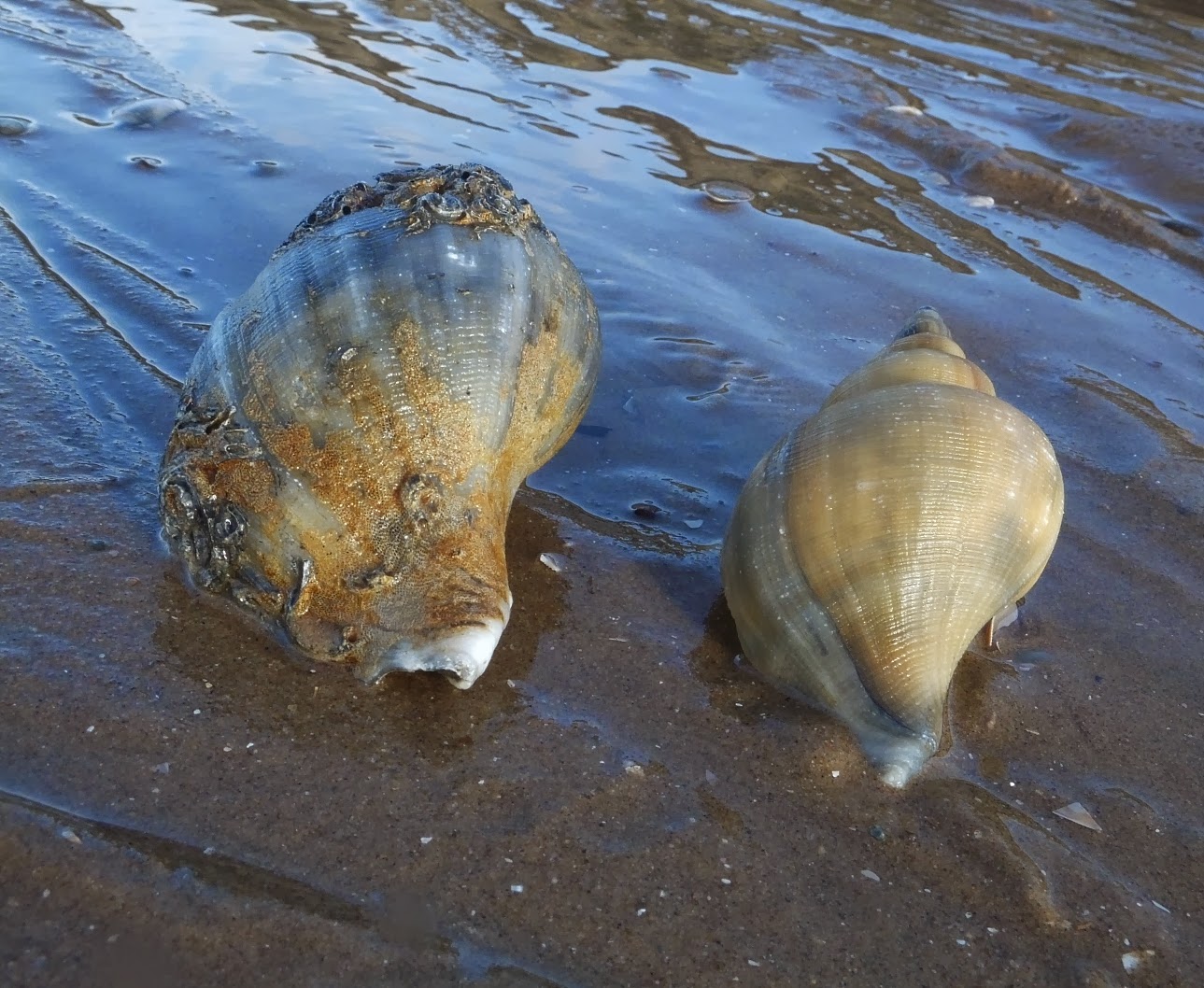 Lancashire and Lakeland Outback Adventure Wildlife Safaris: Not the day ...