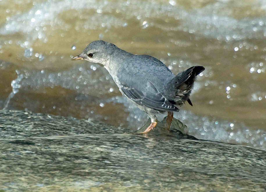 Amazing Organisms That Defy Evolution: Astonishing Organisms of Kingdom ...