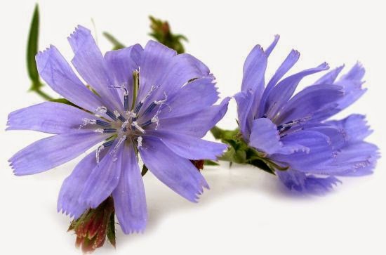 Chicory Plant Health Benefits | Healthy Fitness Tips