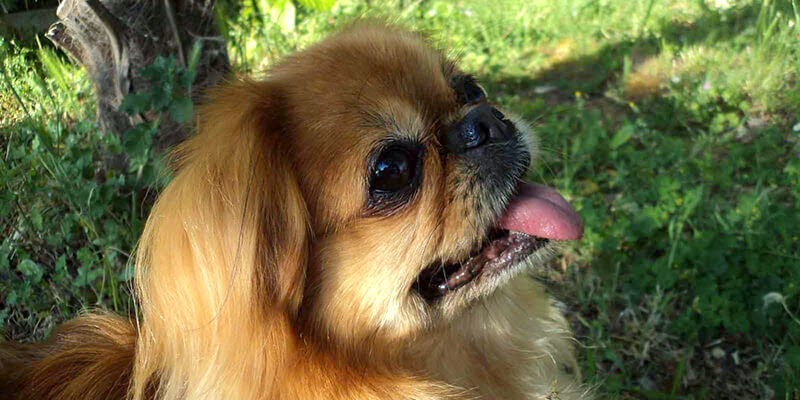 Technology,Vehicles,Pets,Tourism,Medicine Tehnika,Vozila,Ljubimci ...