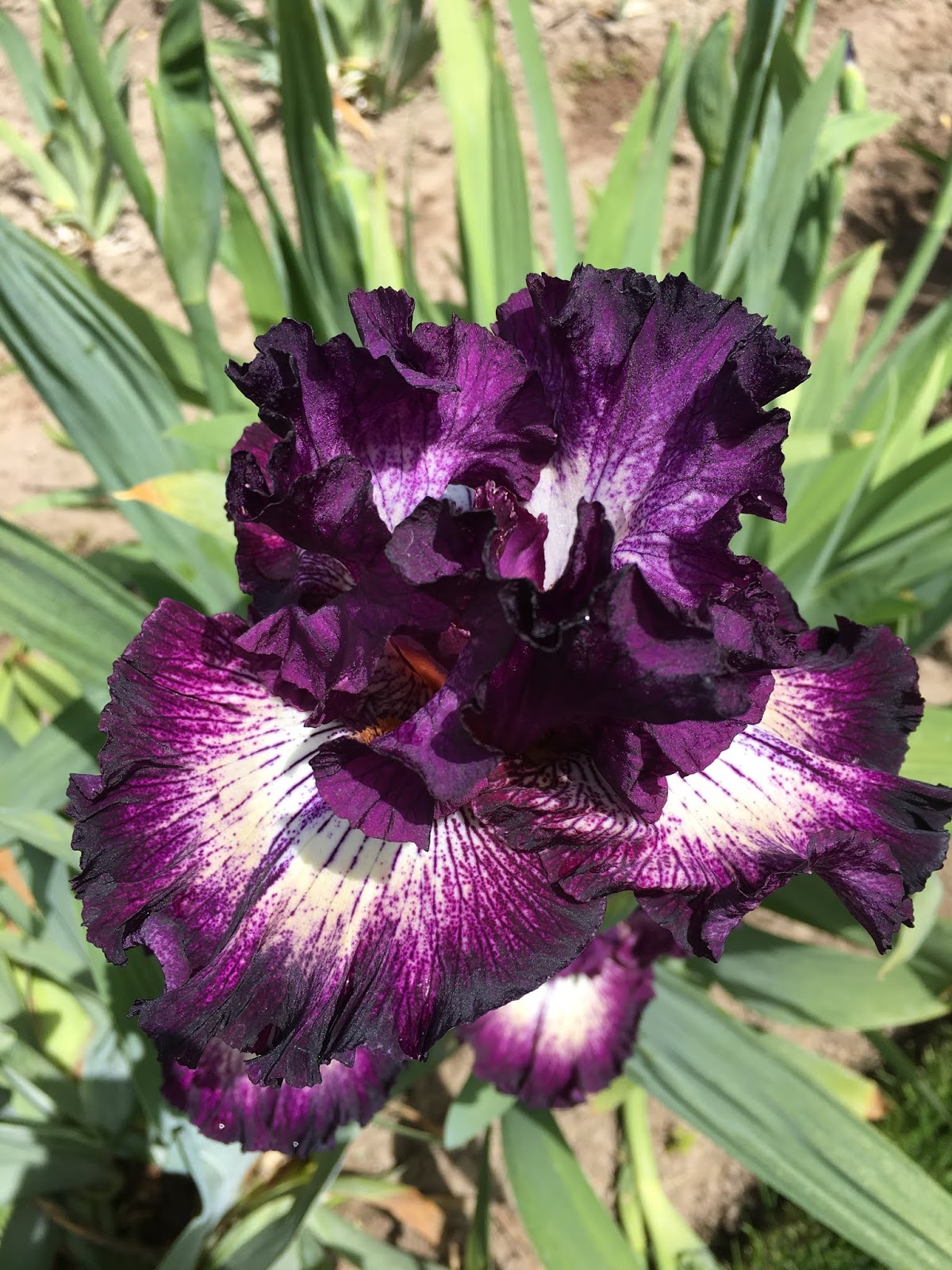 Wilson's Garden: Growing Irises