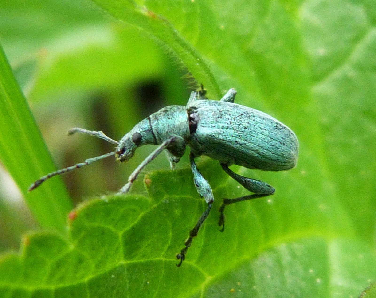 Insects of Scotland: Other Beetles