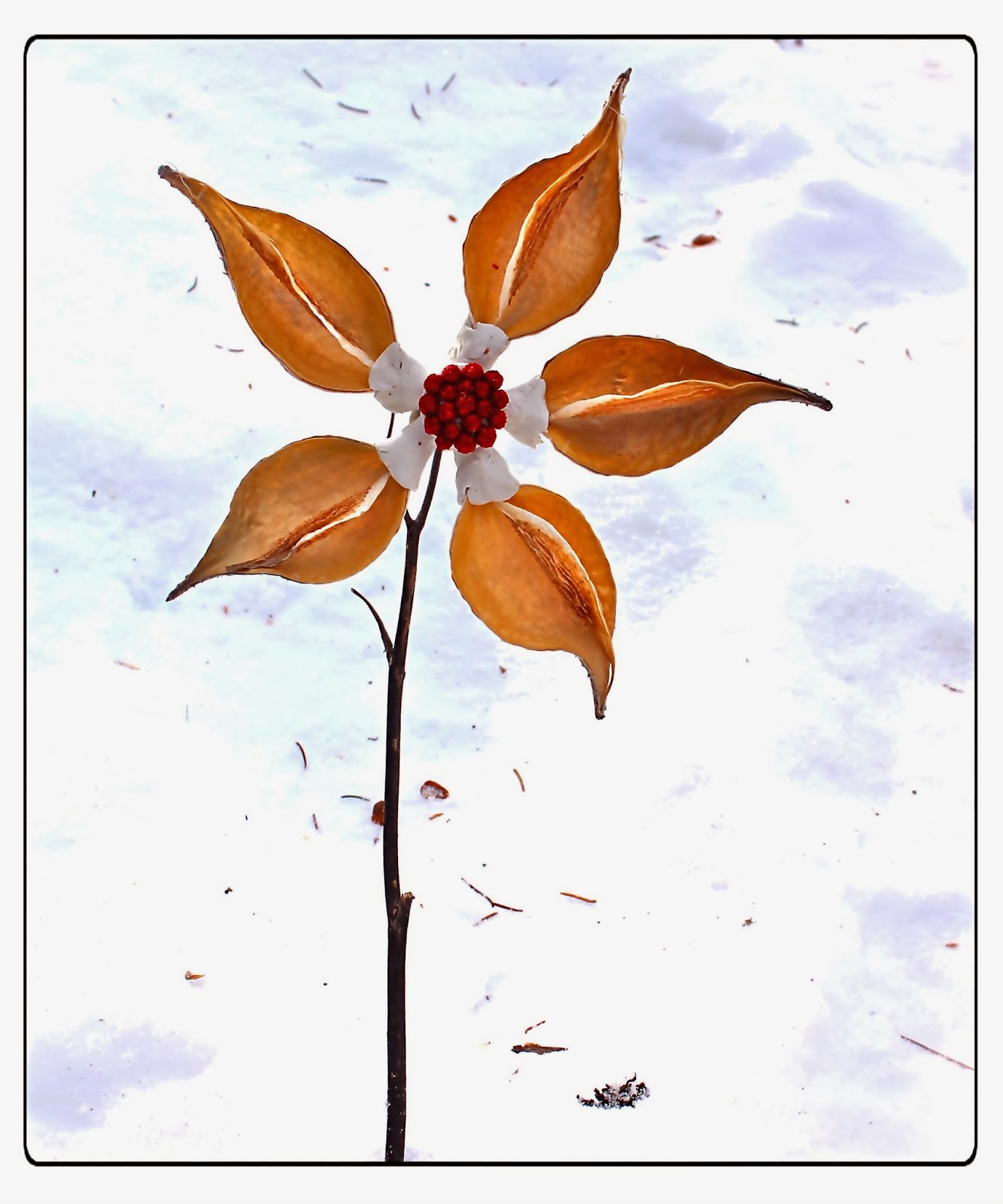 Twig and Toadstool: Milkweed Pod Flowers