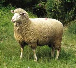 Sheep (Ovis) | Facts About All