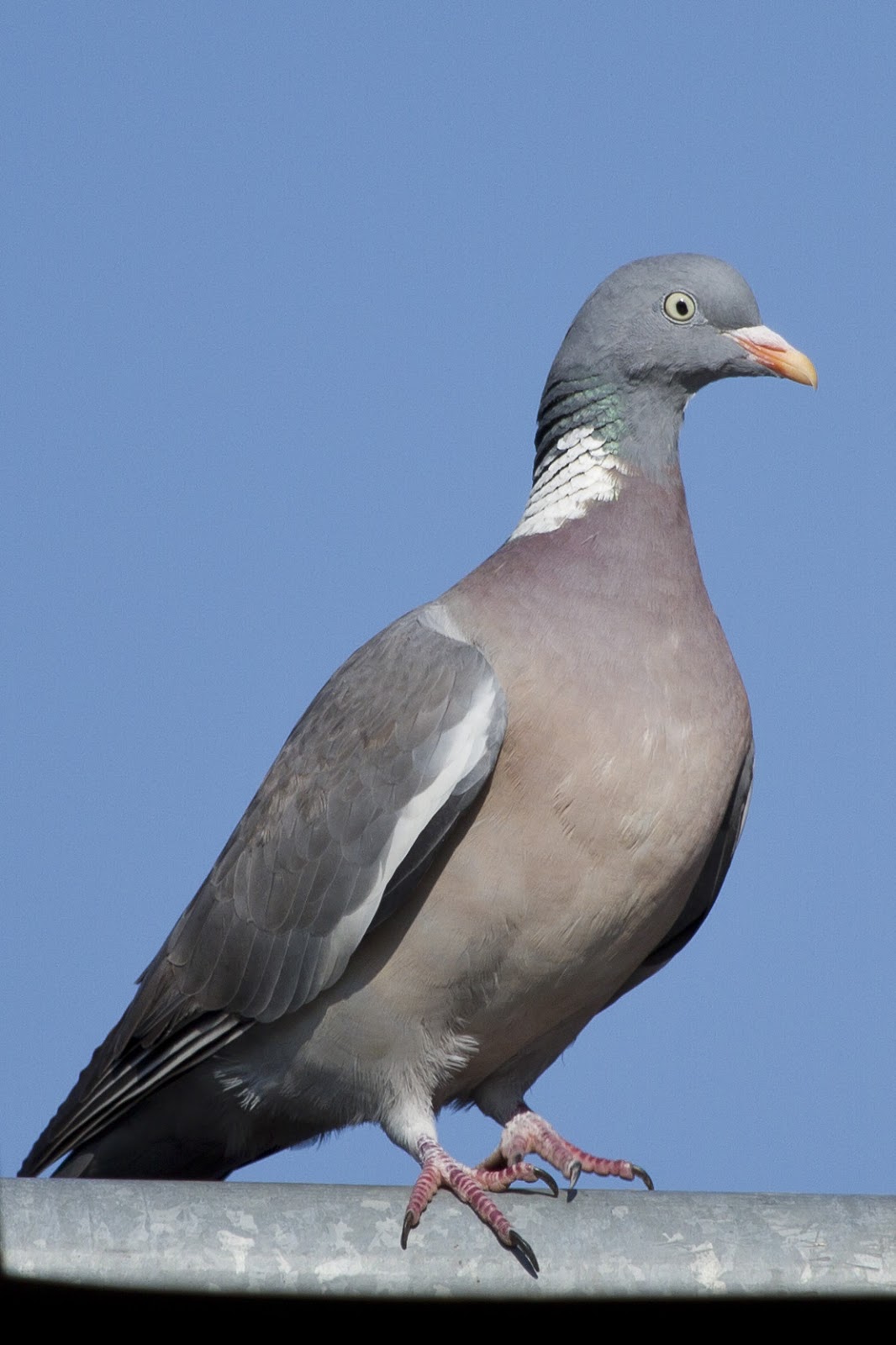 Foto naturalistiche: Colombaccio