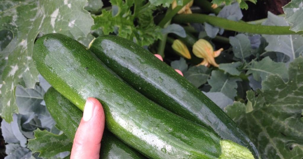 Campbell Community Garden: Planning for Spring Seeds