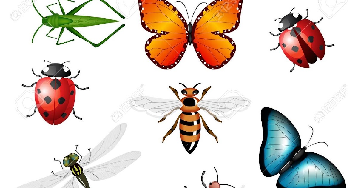 1º de Primaria: ANIMALES INVERTEBRADOS: INSECTS