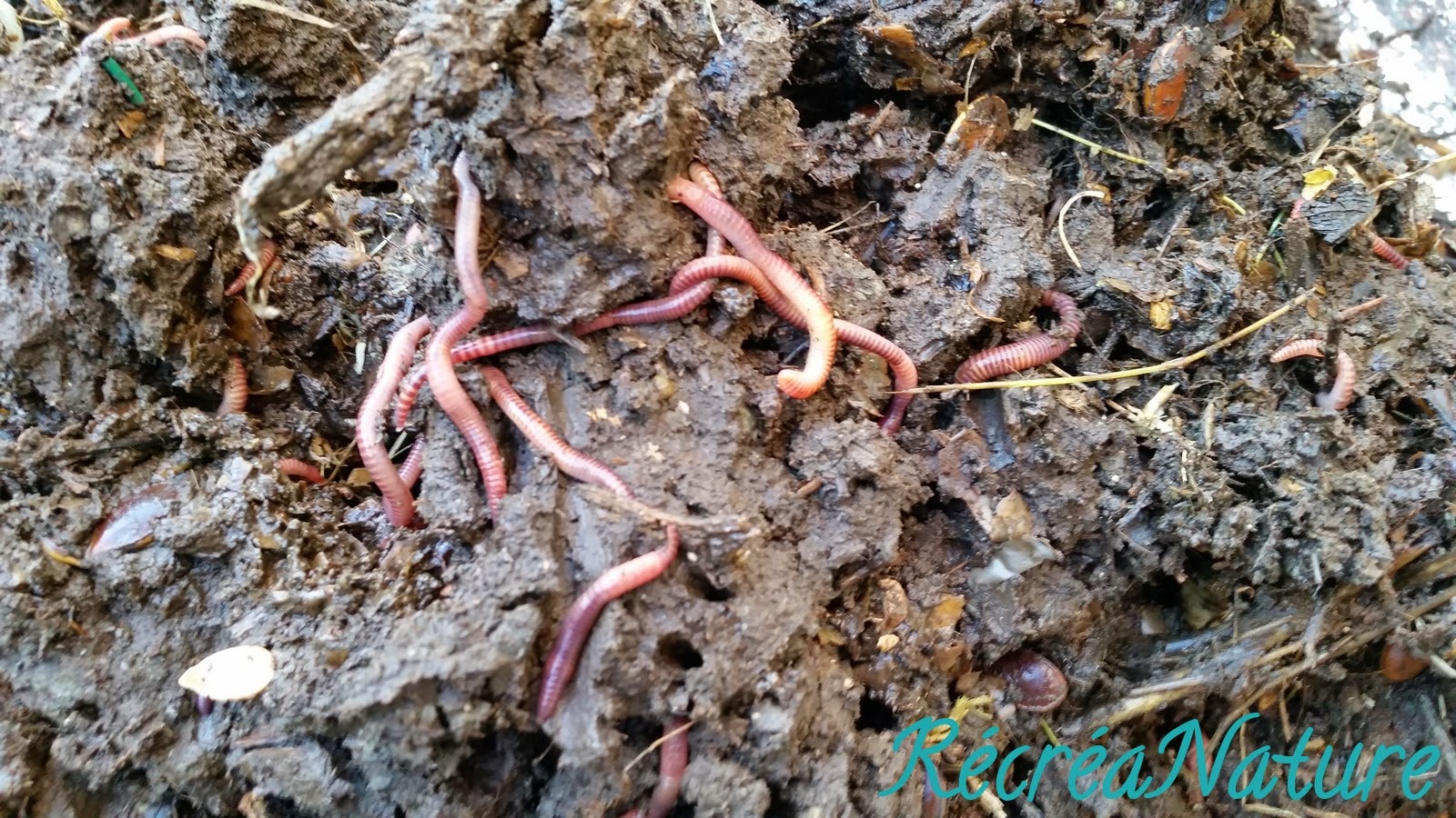 5 Astuces pour offrir un bon Compost Maisonà vos Légumes du Jardin ...