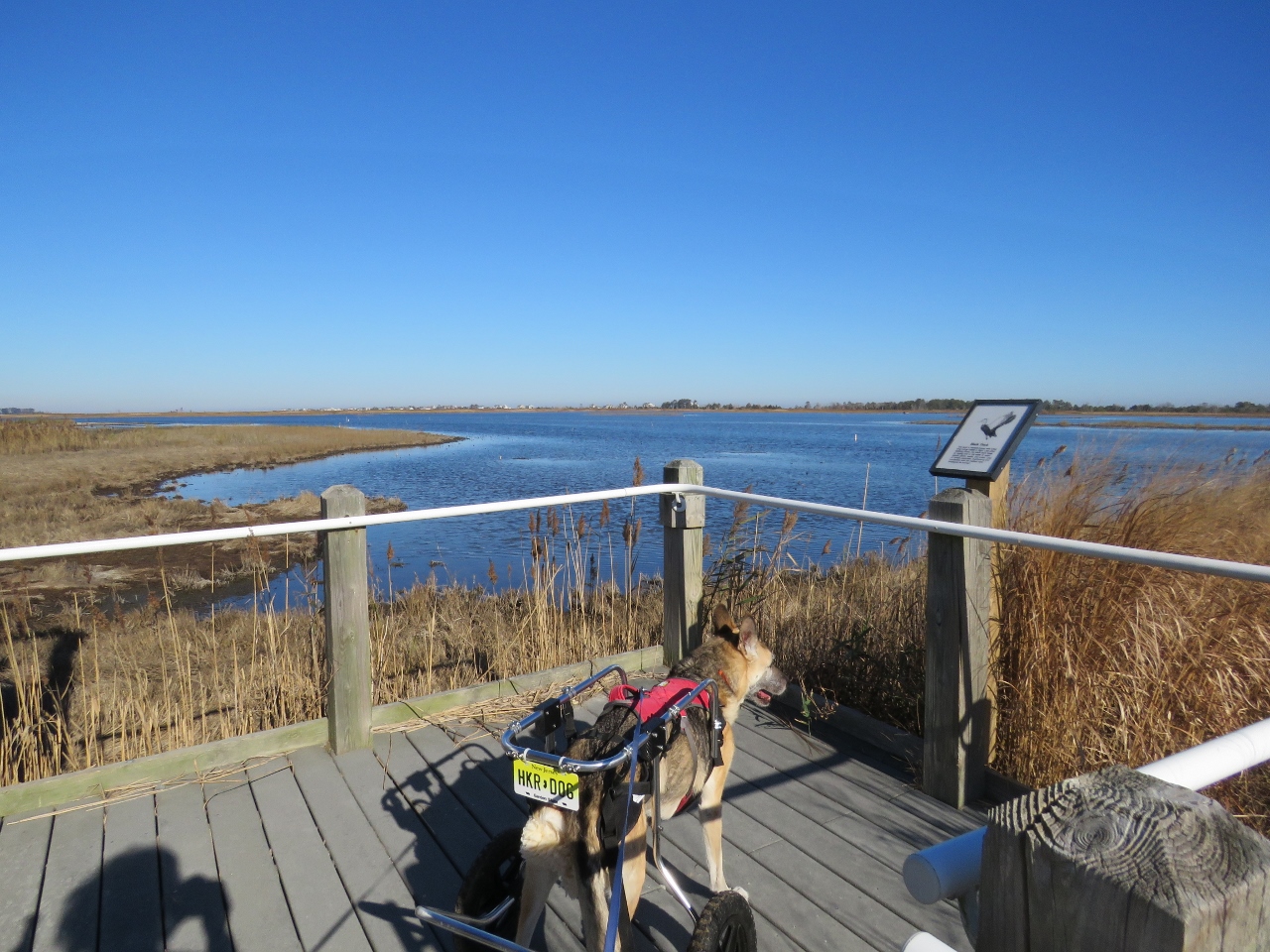Gone Hikin': Prime Hook National Wildlife Refuge, DE