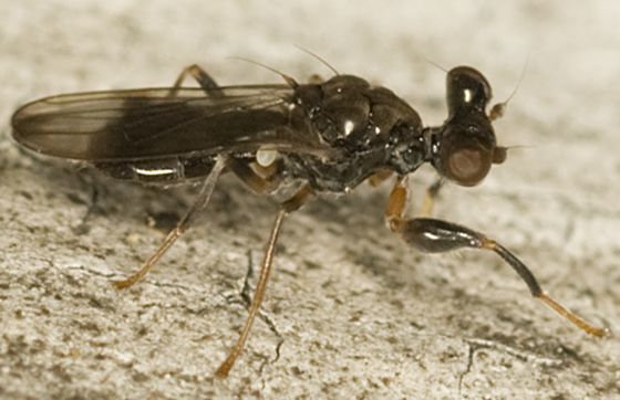 Variety of Life: Diopsidae