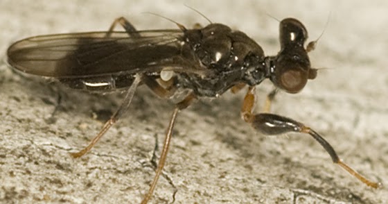 Variety of Life: Diopsidae