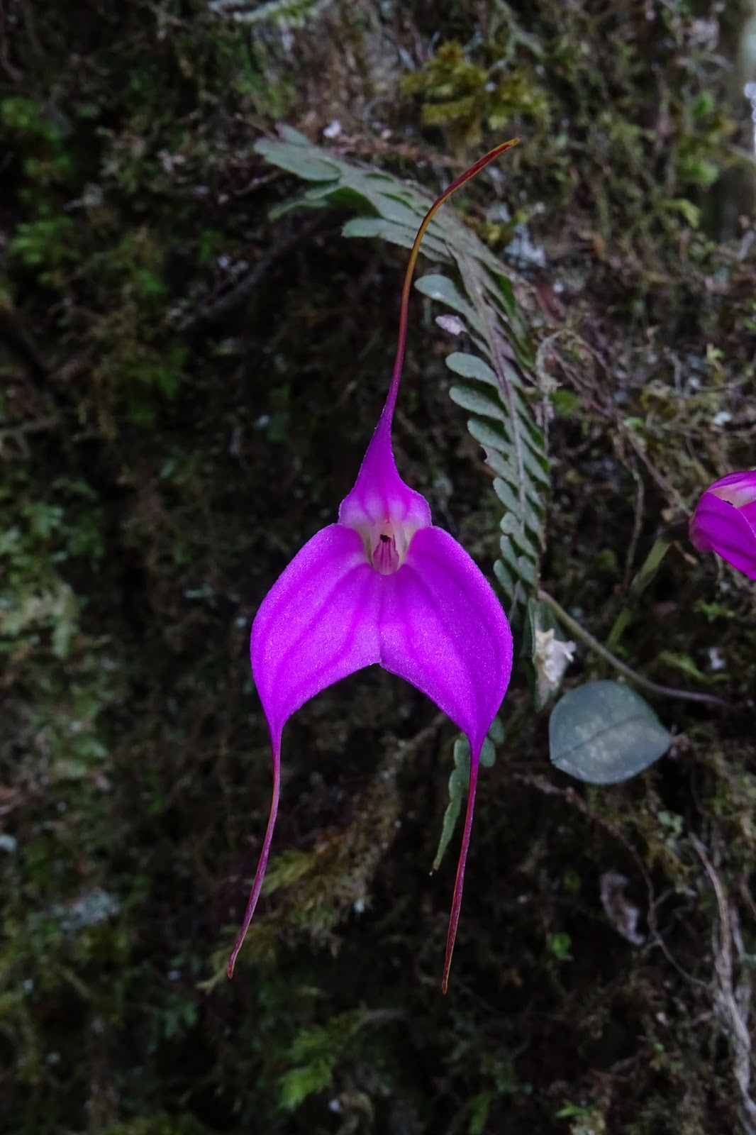 Masdevallia hymenantha care and culture | Travaldo's blog