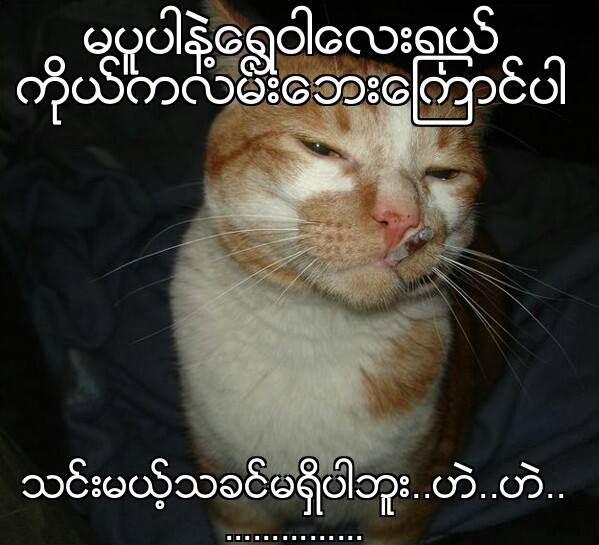 EPIC CAT MEMES By Mg Linnith