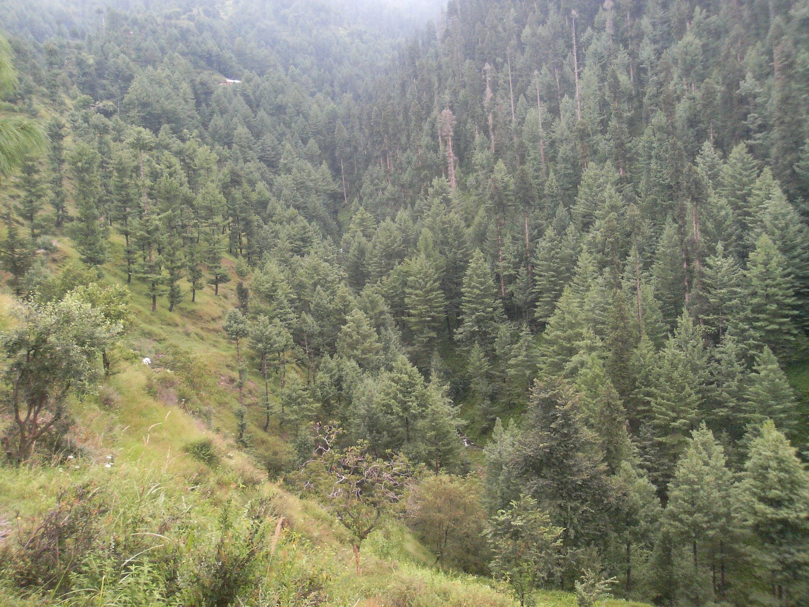 Nathia Gali Wallpapers ~ Pakistani Tourism