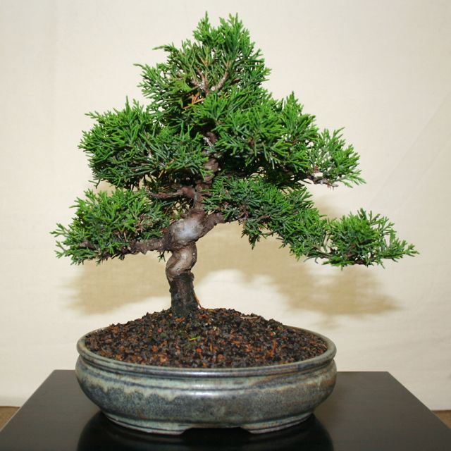 Trees Suitable For Bonsai Making
